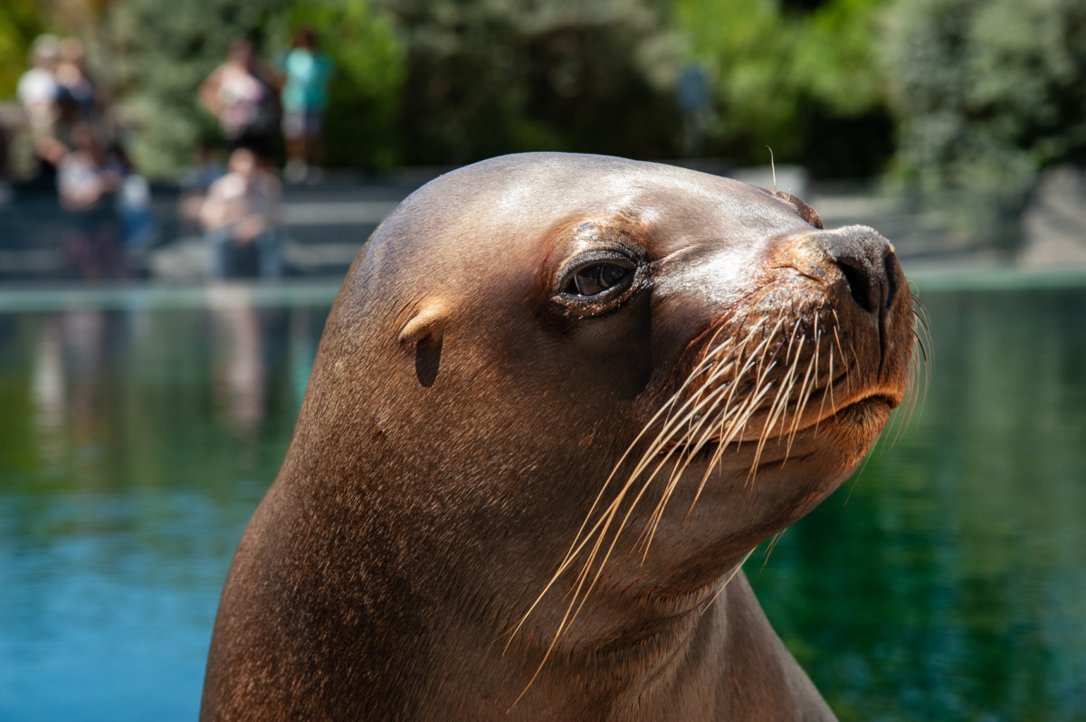 Où voir des animaux à Paris ? - COOL MAG PARIS